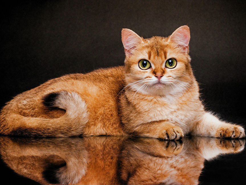 Золотая шиншилла