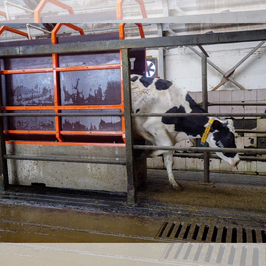 DD-stop Ванна для копыт крс