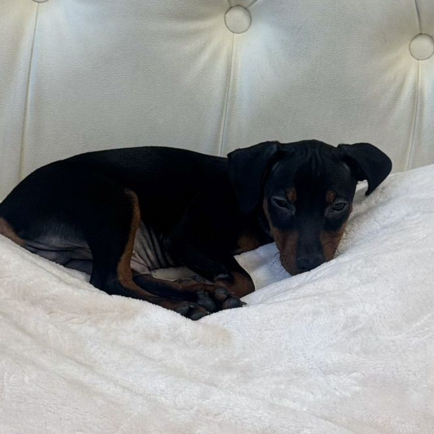 Цвергпинчер, щенок