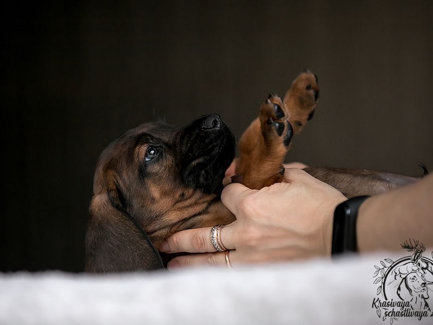Щенки баварской горной гончей