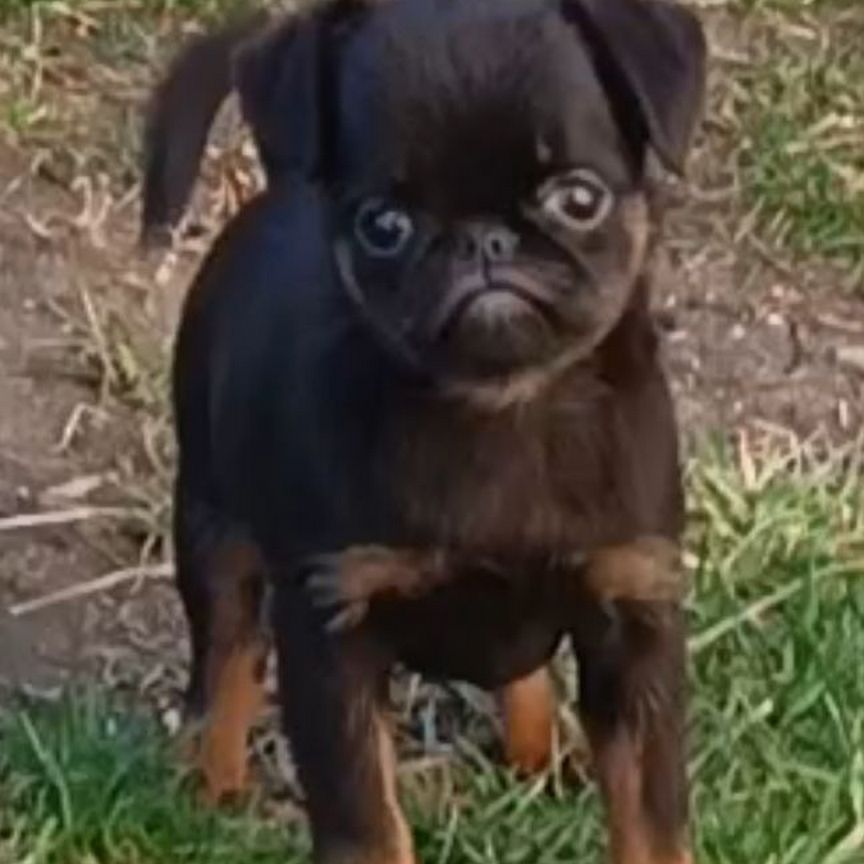 Щенки пти брабансона и гриффоны