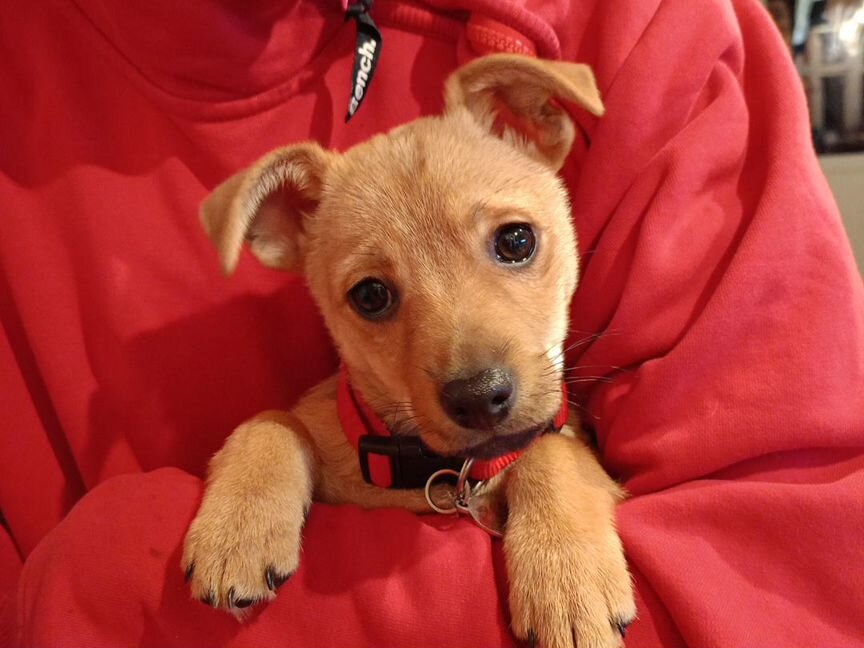 Отдам щенка