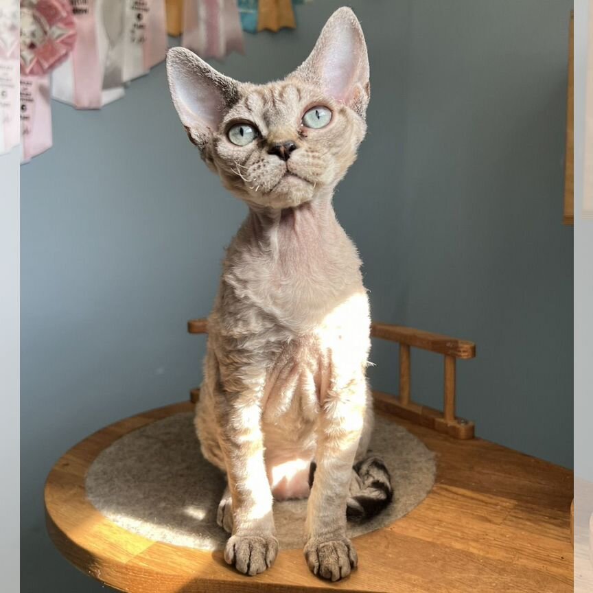 Девон-рекс котёнок