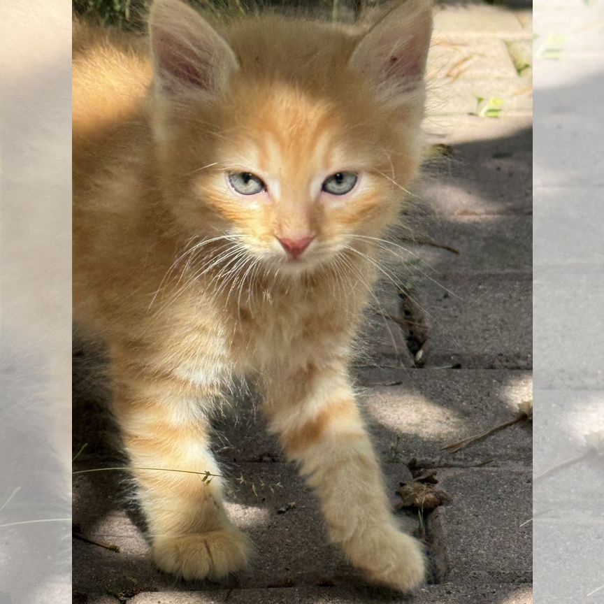 Рыжий котенок мальчик