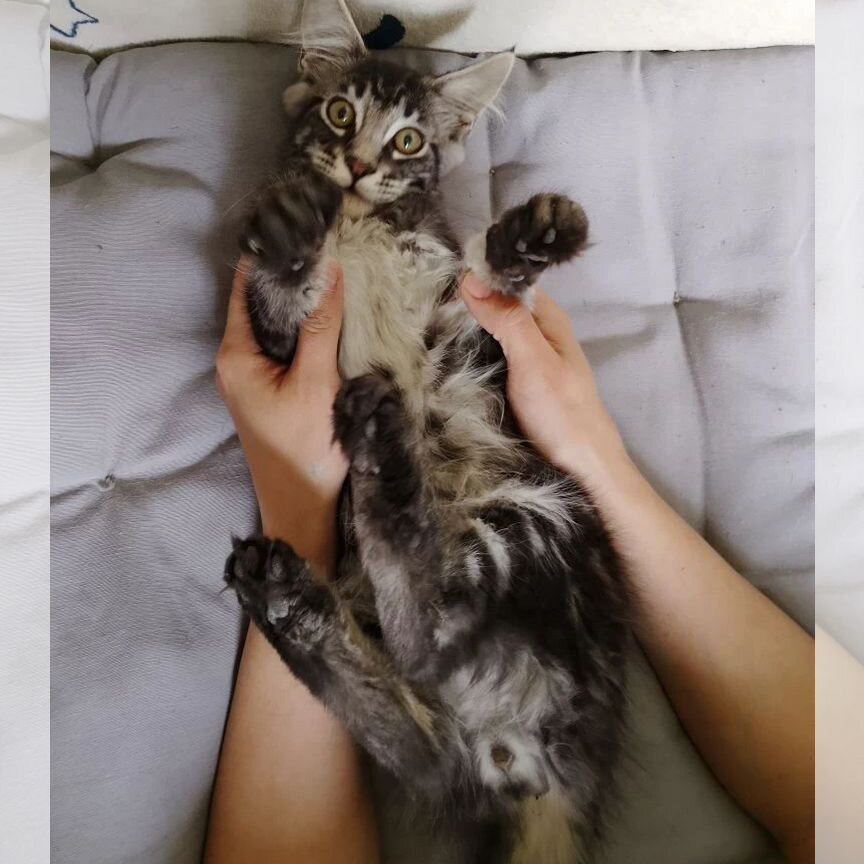 Мейн-кун котёнок