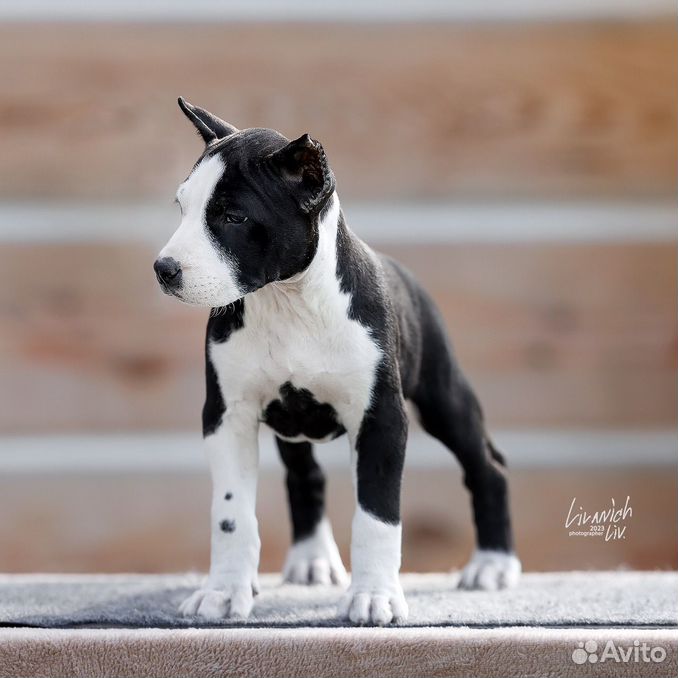 Девочка черная Фурия 2,5 мес. AST-FCI