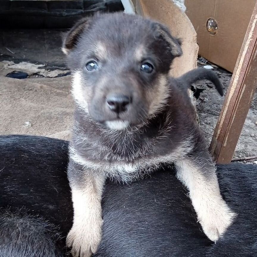 Мальчик хороший воспитанный