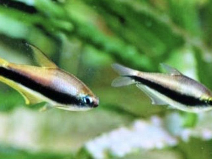 Тетра Пальмери