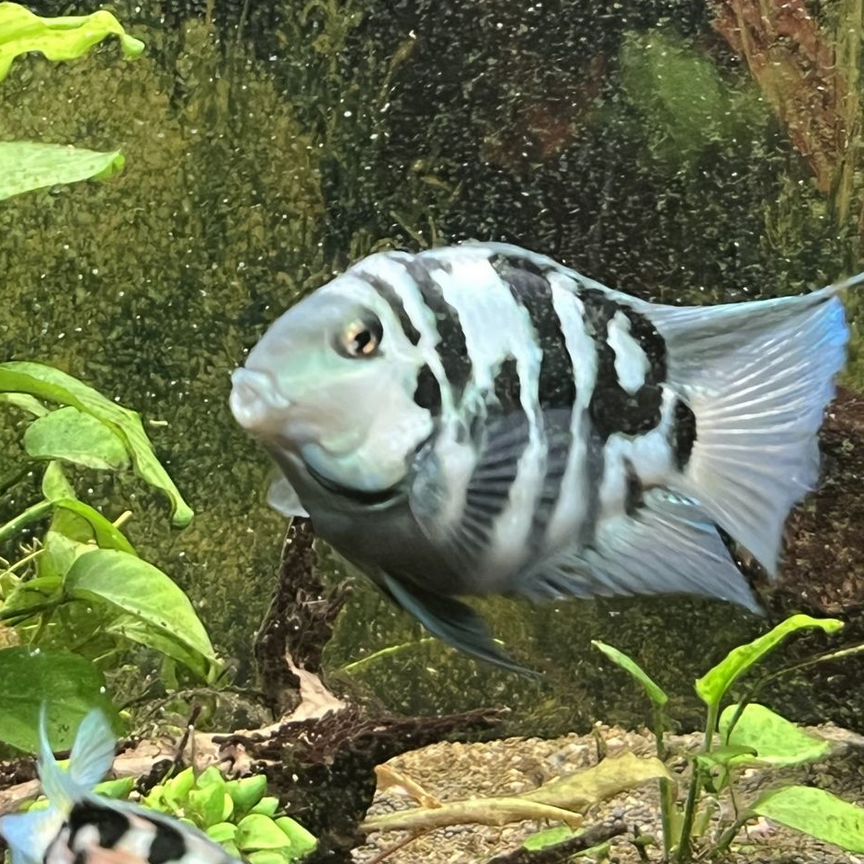 Рыбки сапфировый попугай обмен