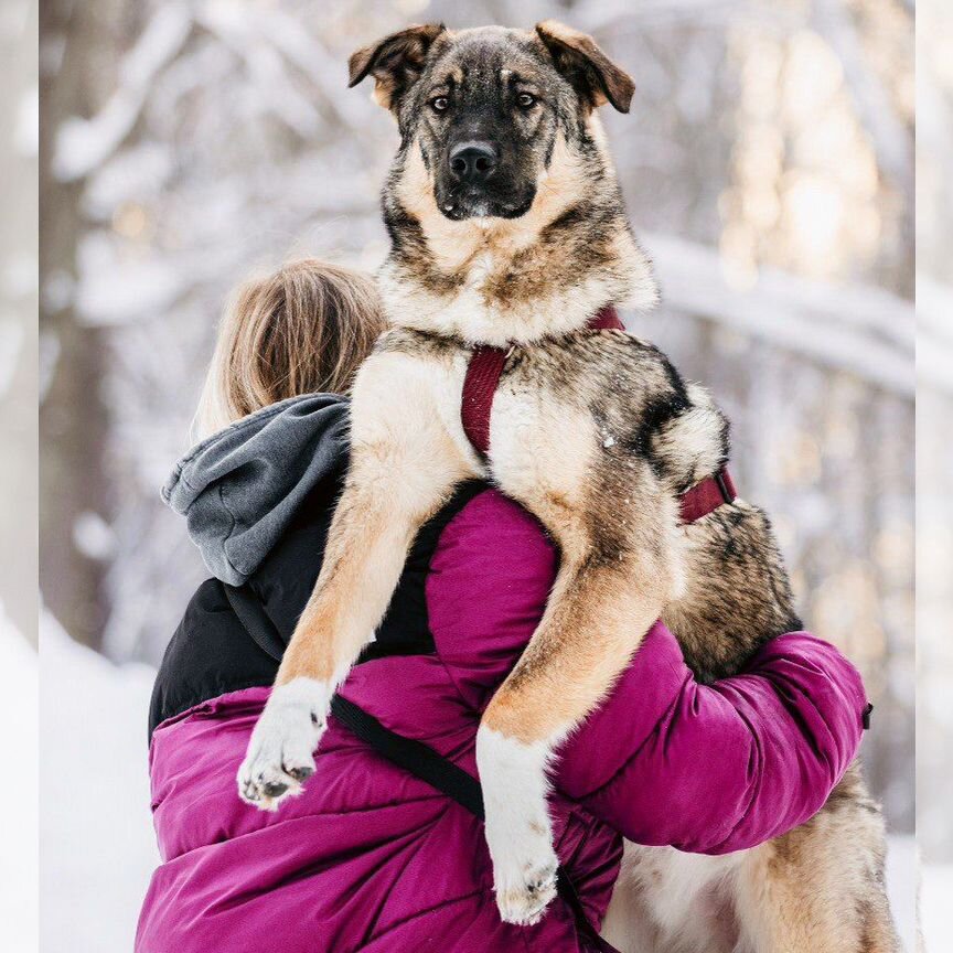 Взрослый пёс в добрые руки
