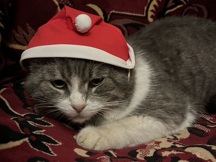 Новогодняя шапочка для питомца, кота, собаки
