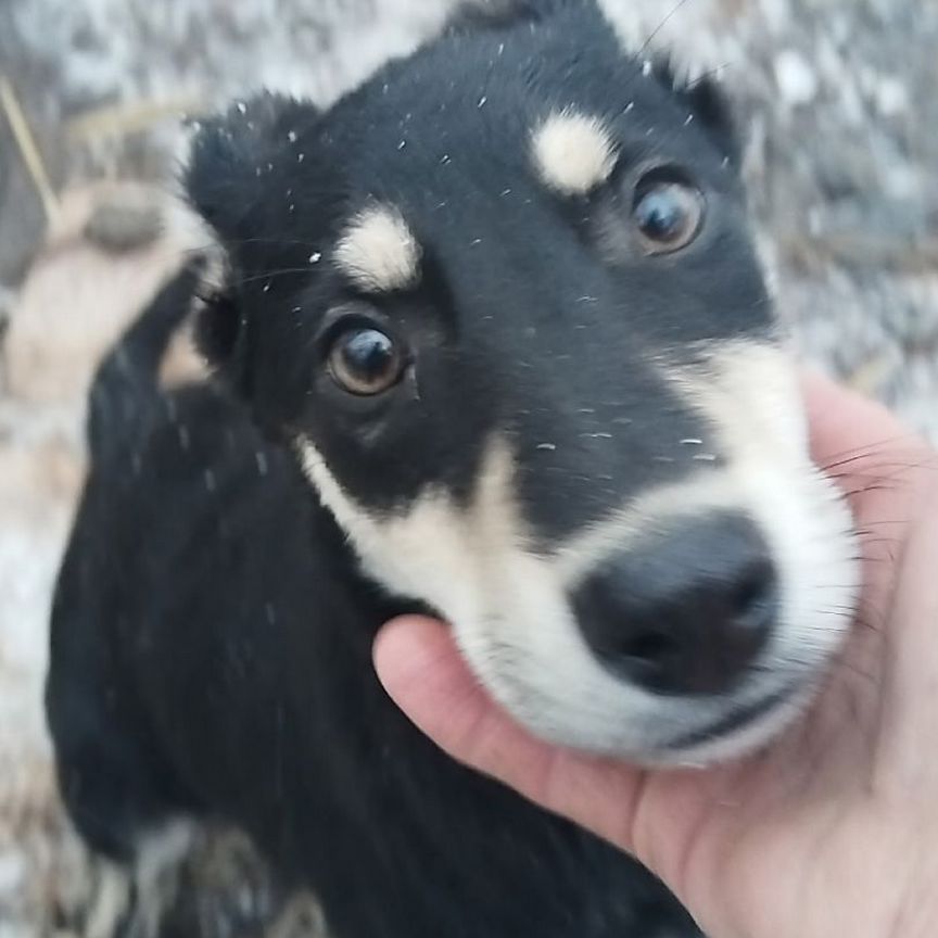 Щенок в добрые руки