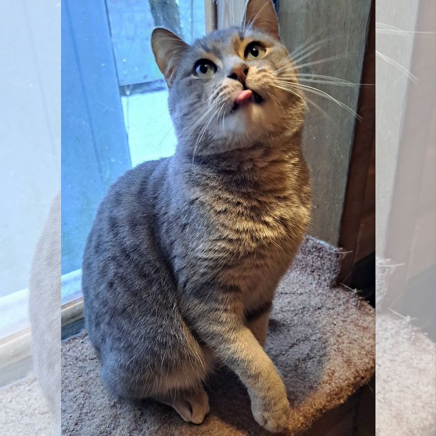 Взрослый кот в добрые руки