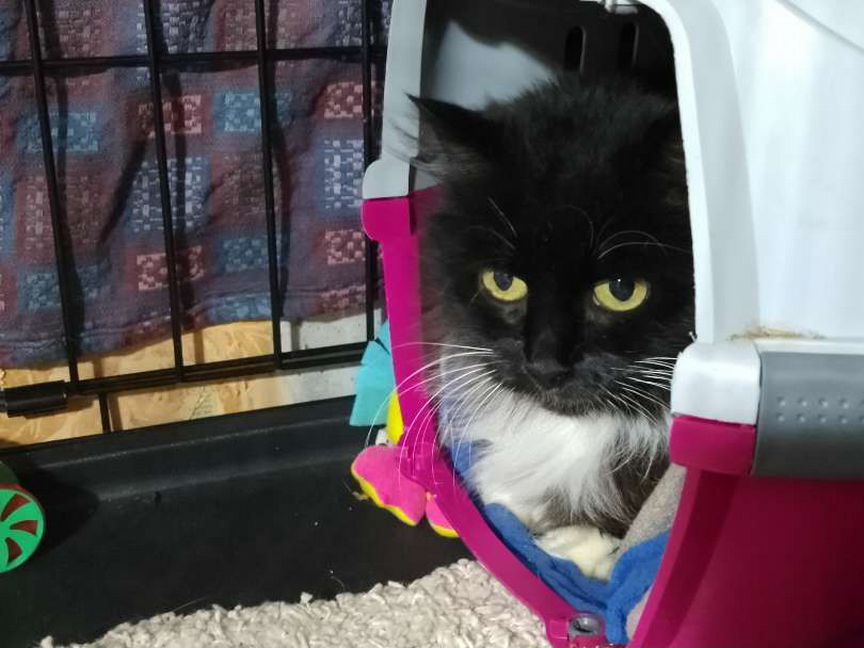 Котик