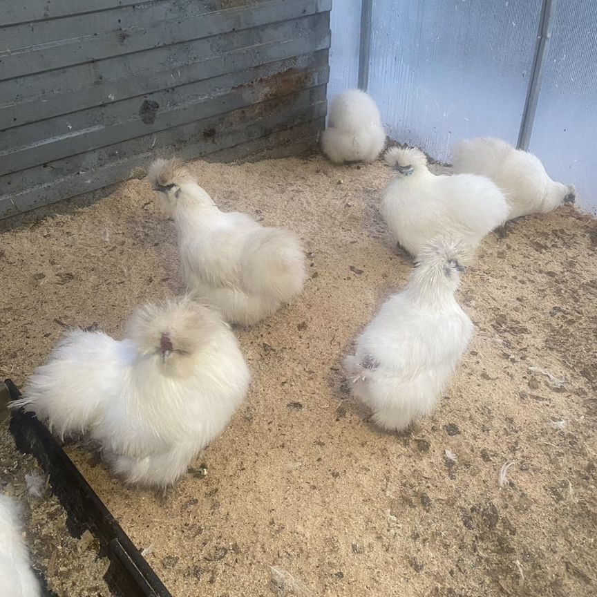 Китайские шелковые куры семья