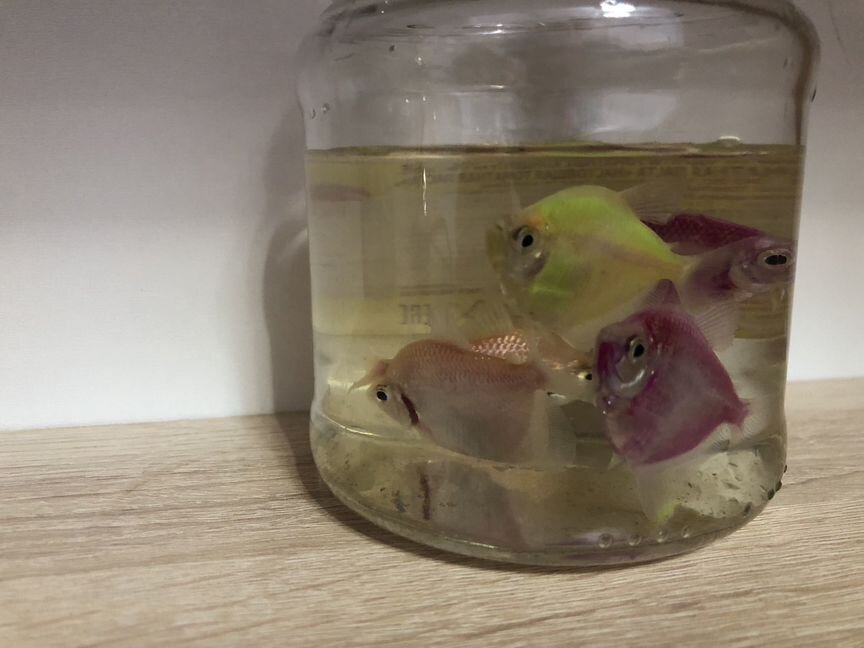 Аквариумные рыбки бесплатно