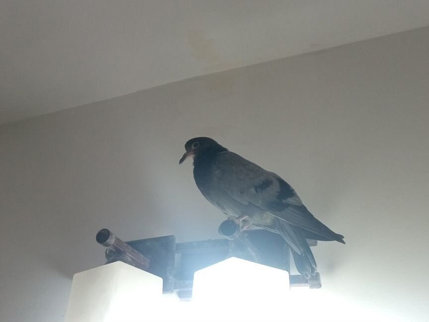 Голубь