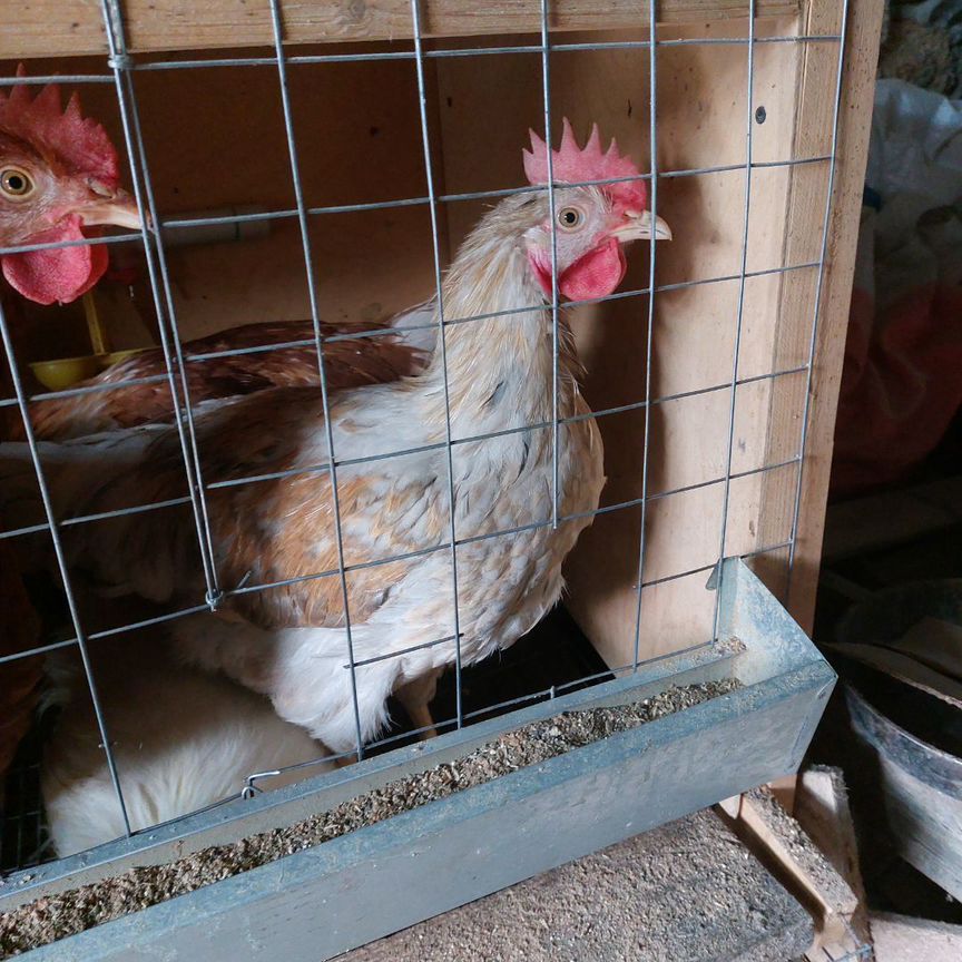 Молодые петушки 4 мес