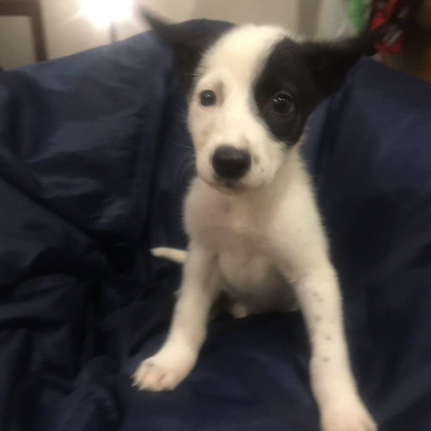 Щенок в добрые руки бесплатно