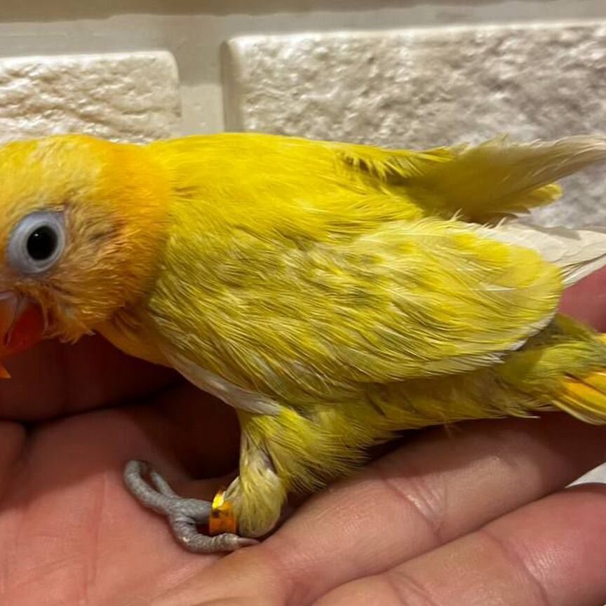 Попугай неразлучник ручной