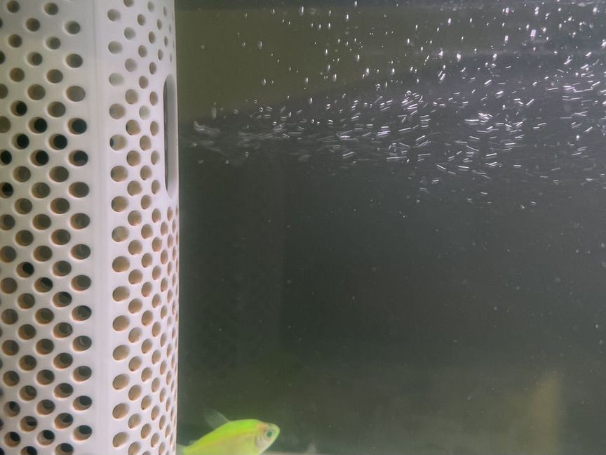 Отдам рыбку Тернецию (салатовая)