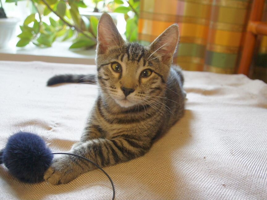 Котенок