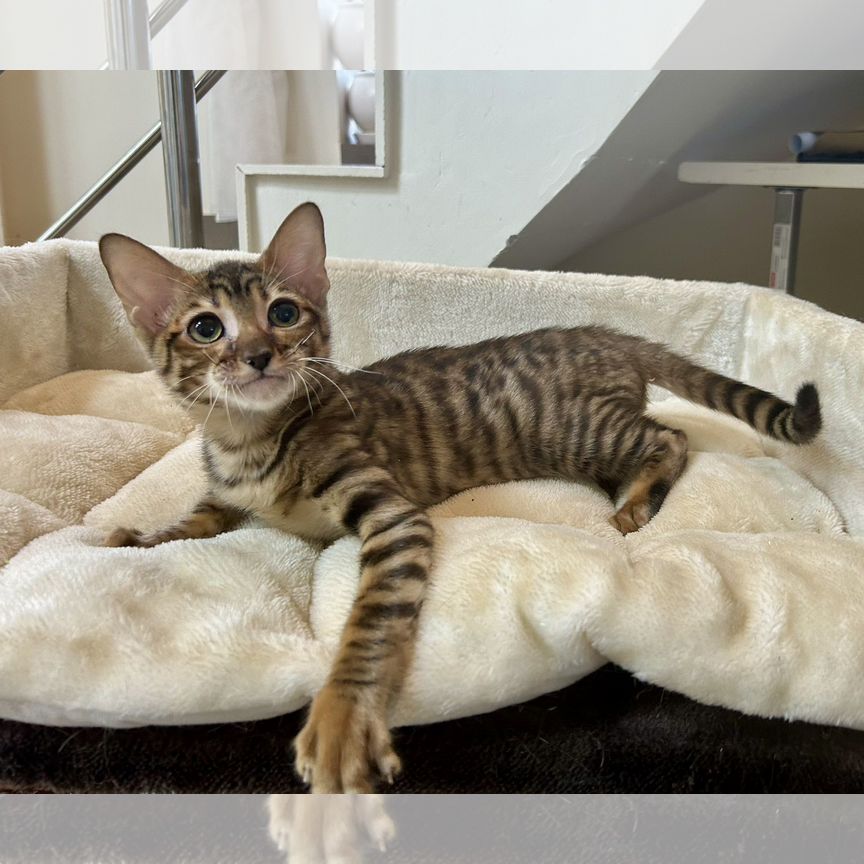 Тойгер котик Криспер