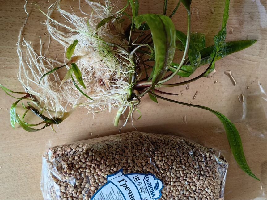 Растение в аквариум, Креветки аквариумные