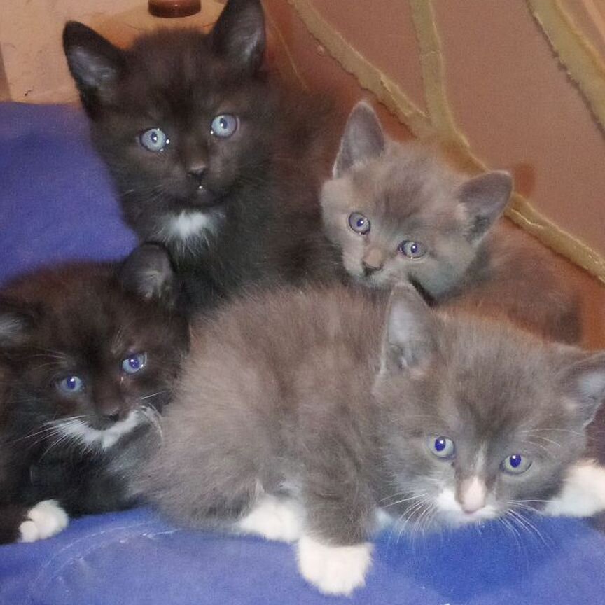 Котёнок в добрые руки