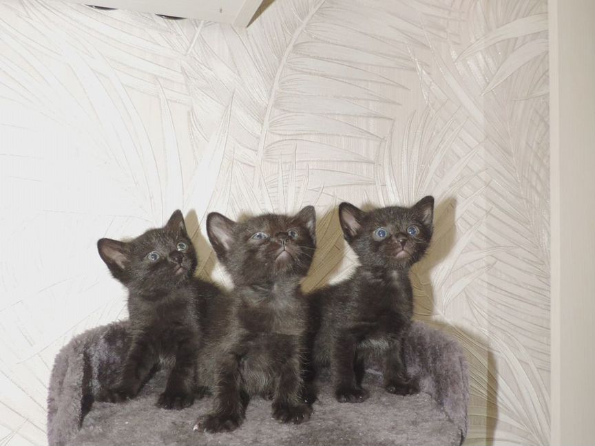 Котята чёрные пушистые