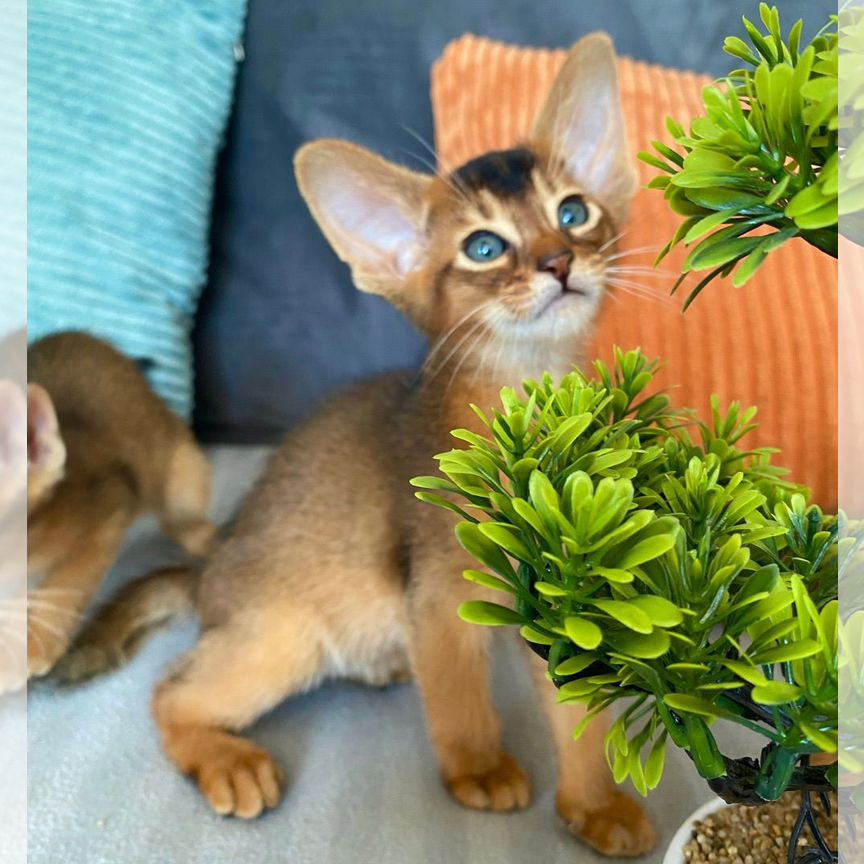 Абиссинский котёнок