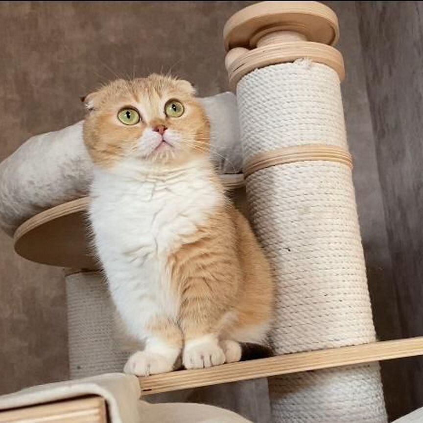 Коротколапая девочка