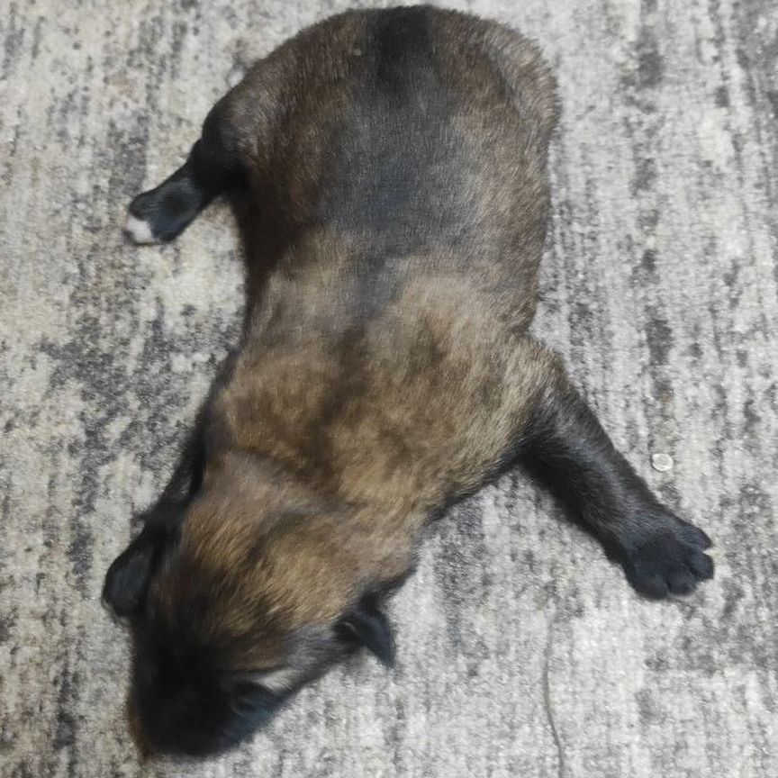 Немецкая овчарка, щенок