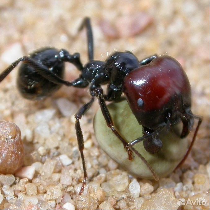 Messor barbarus (красноголовый муравей-жнец)