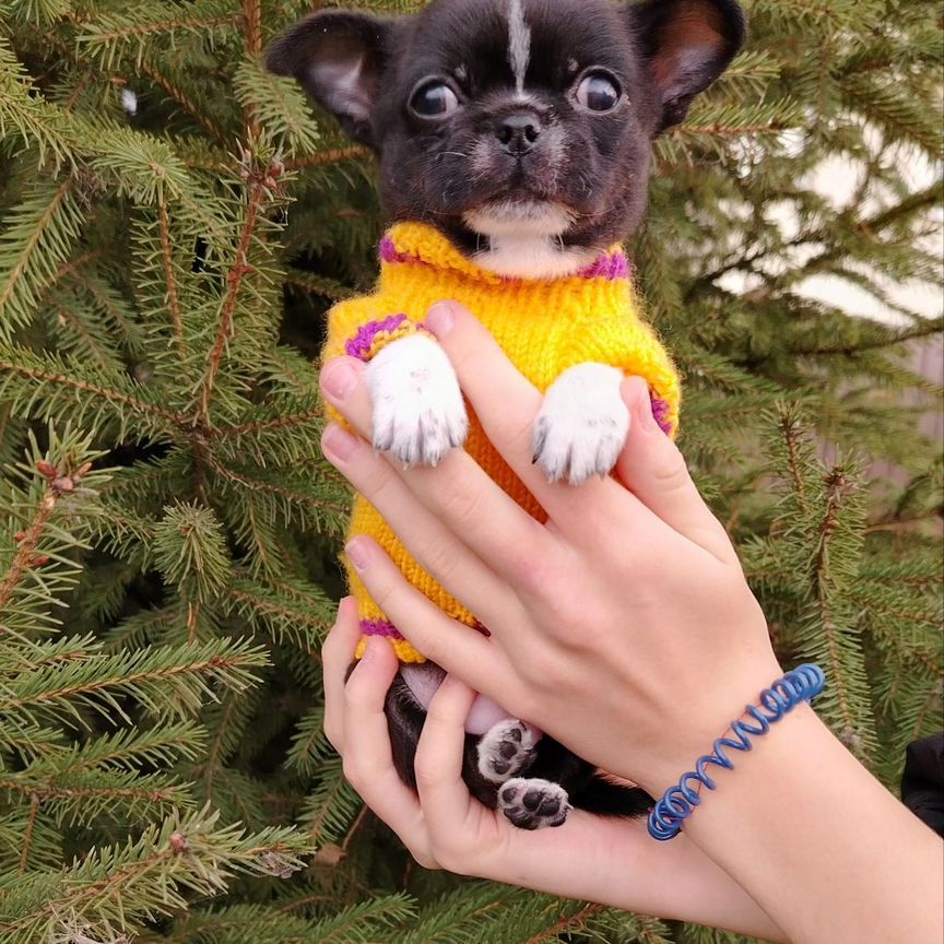 Чихуахуа малышки