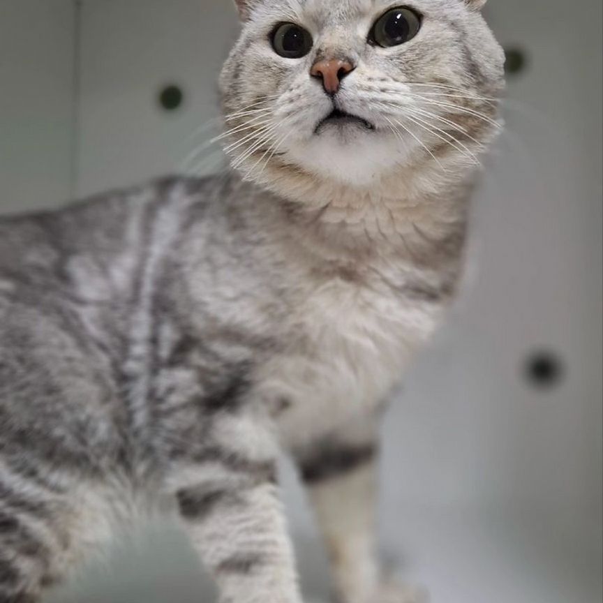 Классный кот