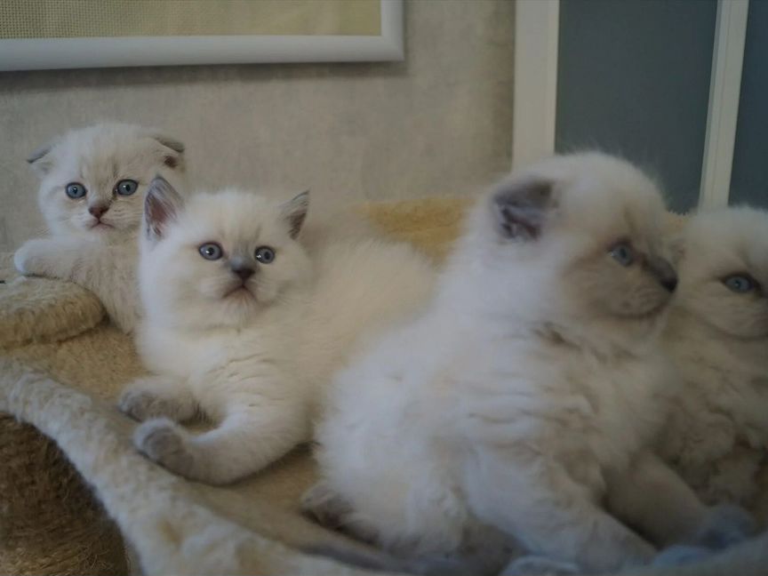 Котики