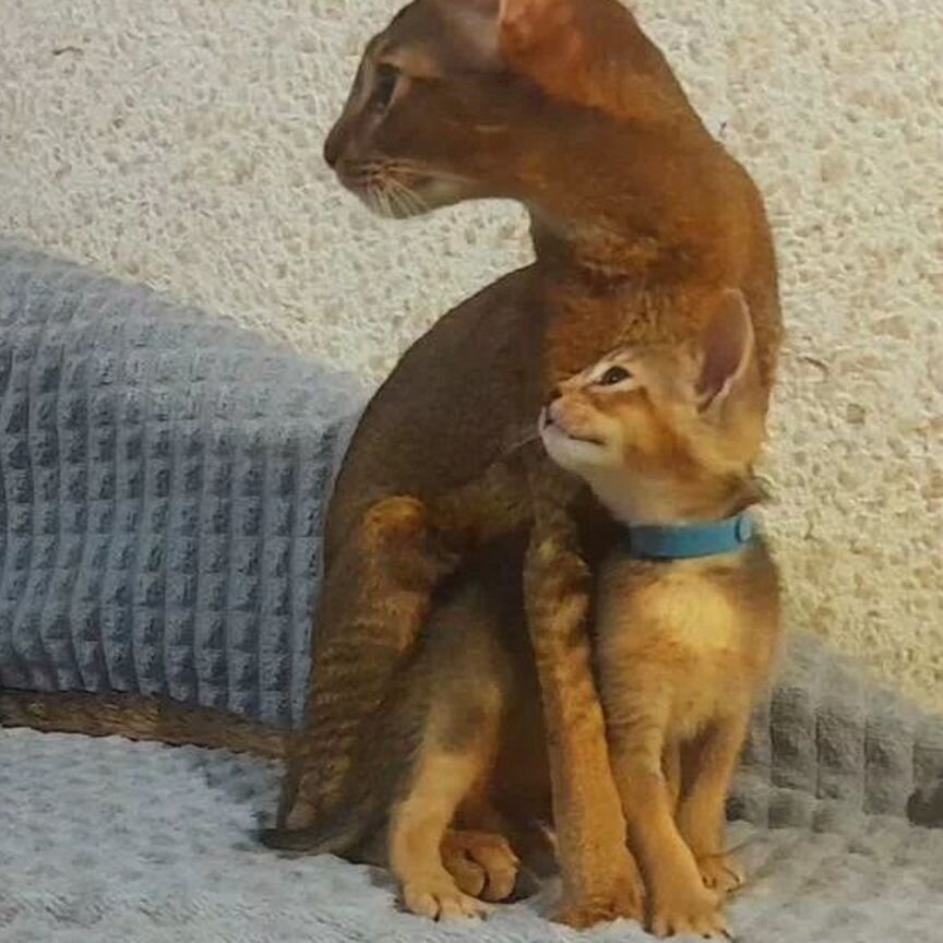 Абиссинский котёнок