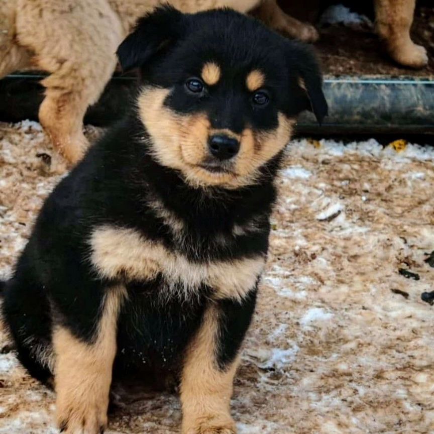 Щенки помесь овчарки бесплатно