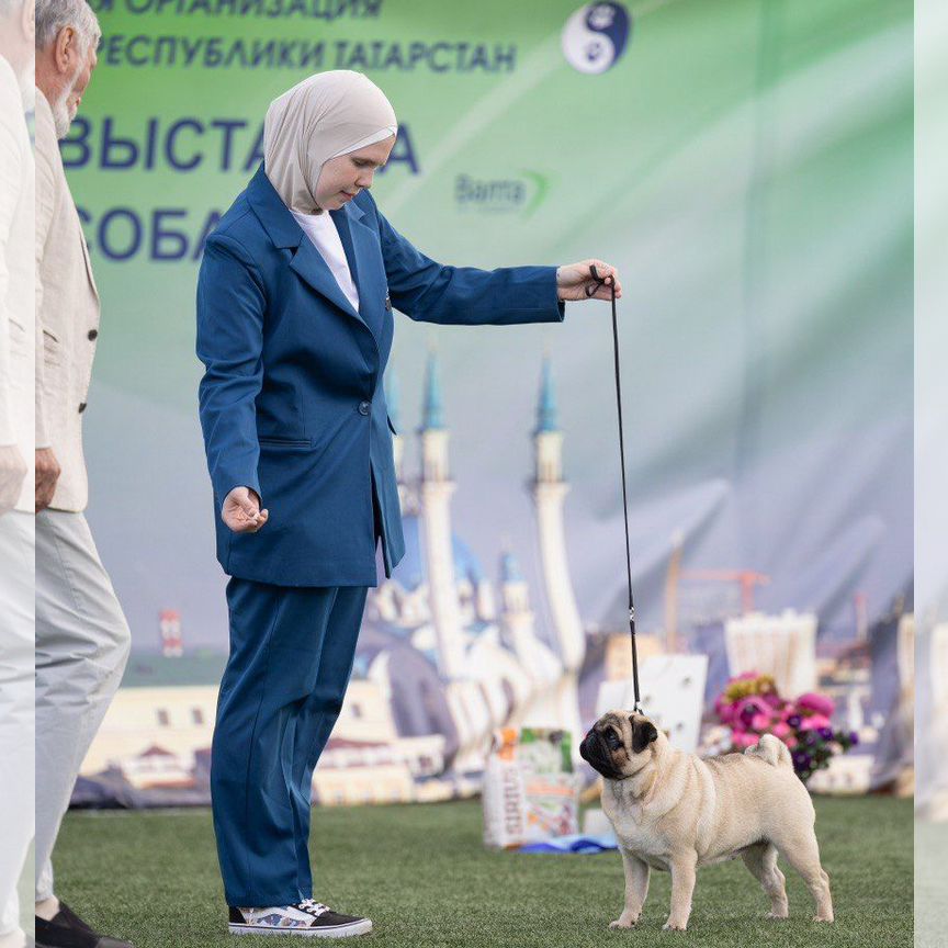 Мопс щенок мальчик