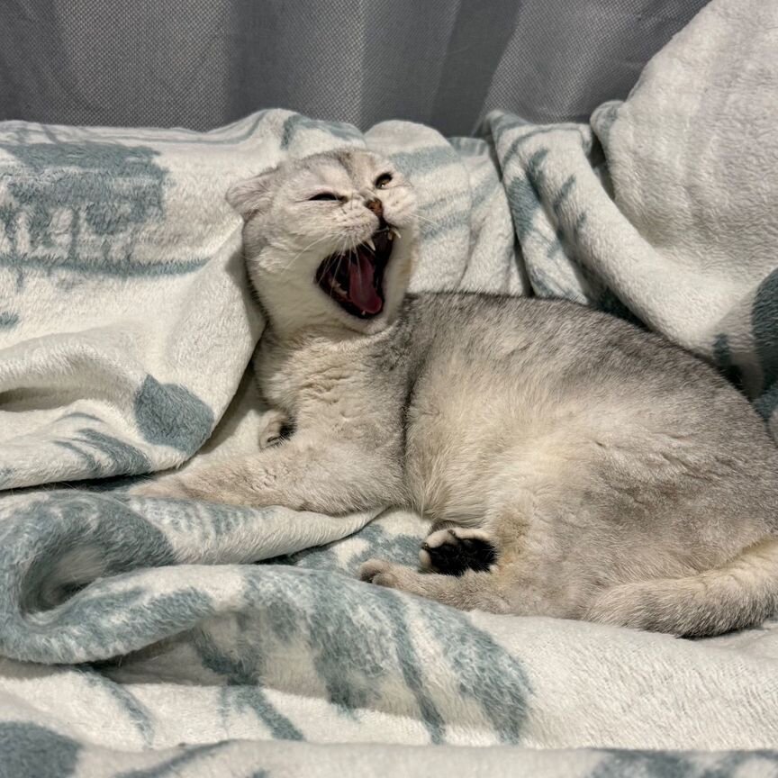 Шотландская вислоухая короткошёрстная, взрослая кошка