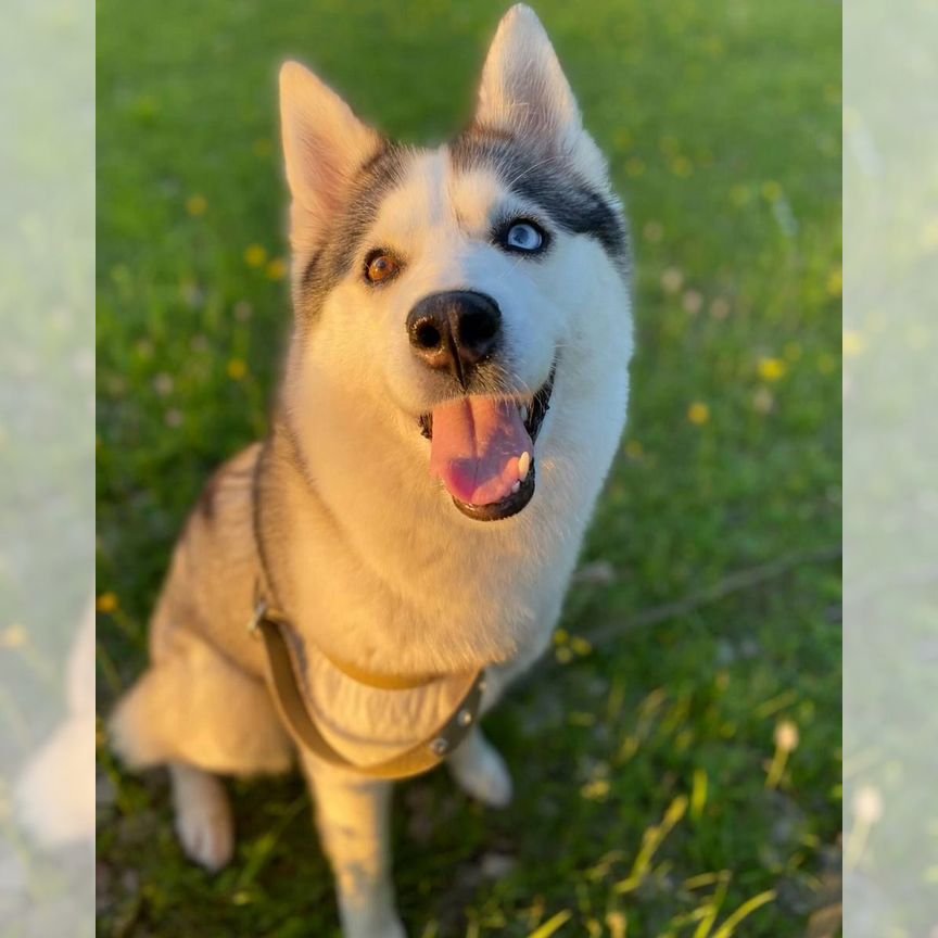 Сибирский хаски, взрослая собака
