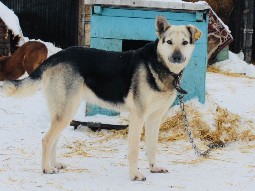 Стерилизованная Муха
