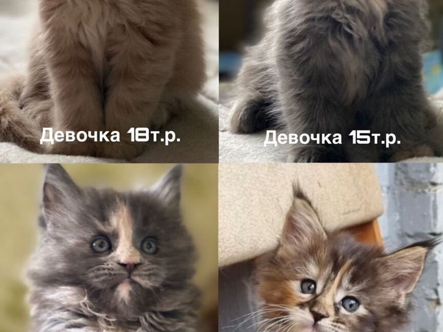 Котята мейн-кун полидакт