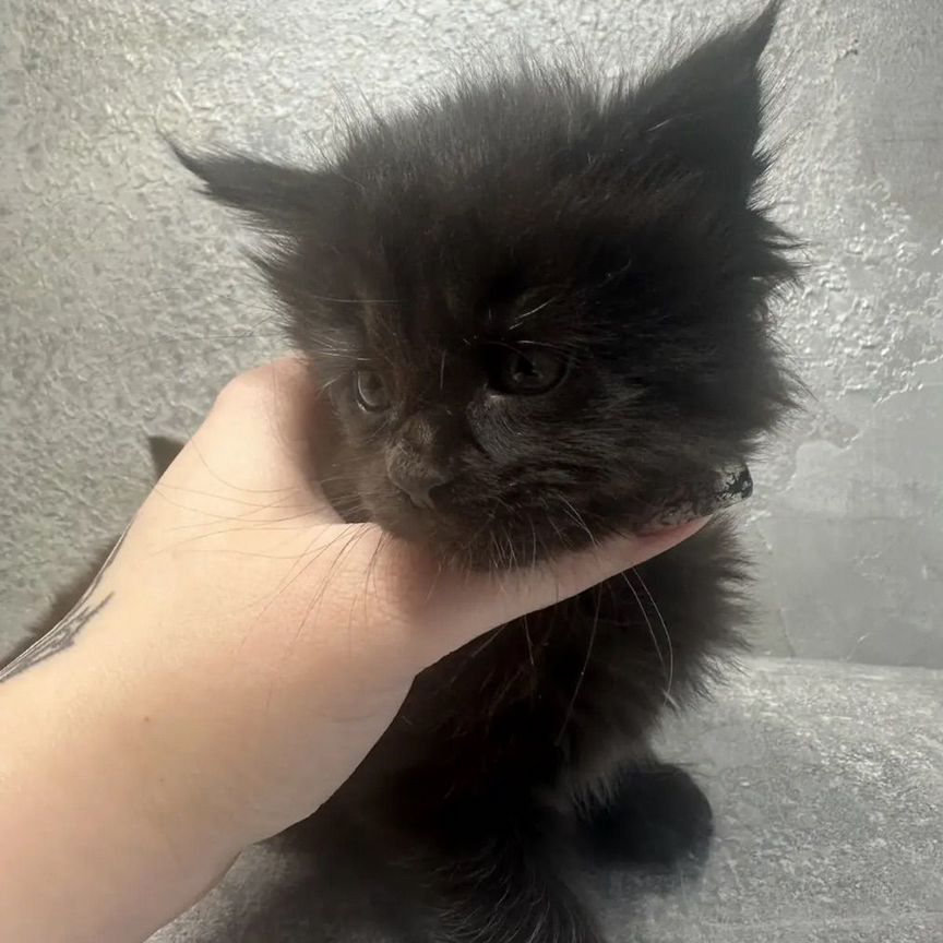 Мейн-кун котёнок