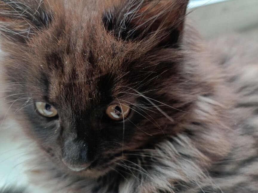 Норвежская лесная