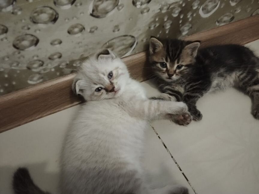 Британцы ищут дом