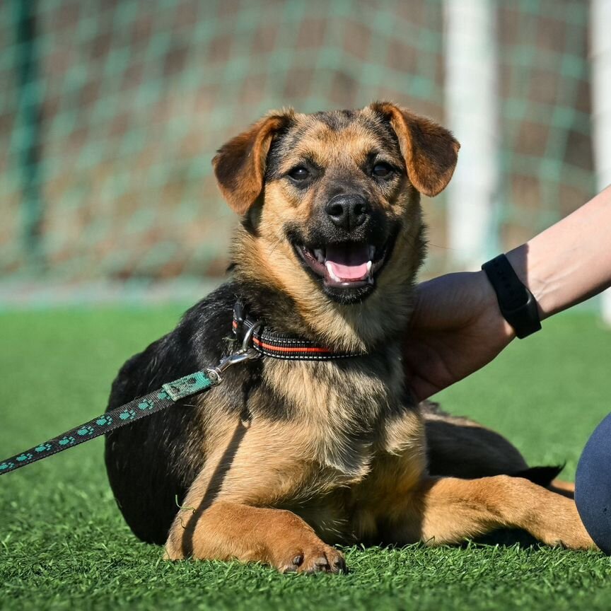 Щенок в добрые руки