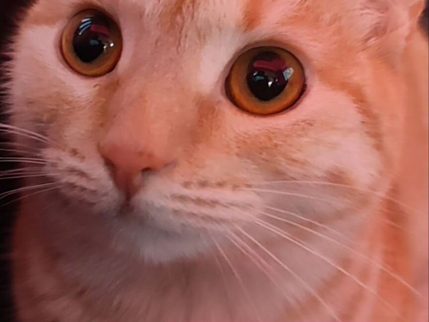 Отказница Маня - рыжее сокровище