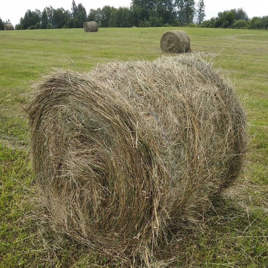 Продам сено в рулонах и в мешках. Июль 2024
